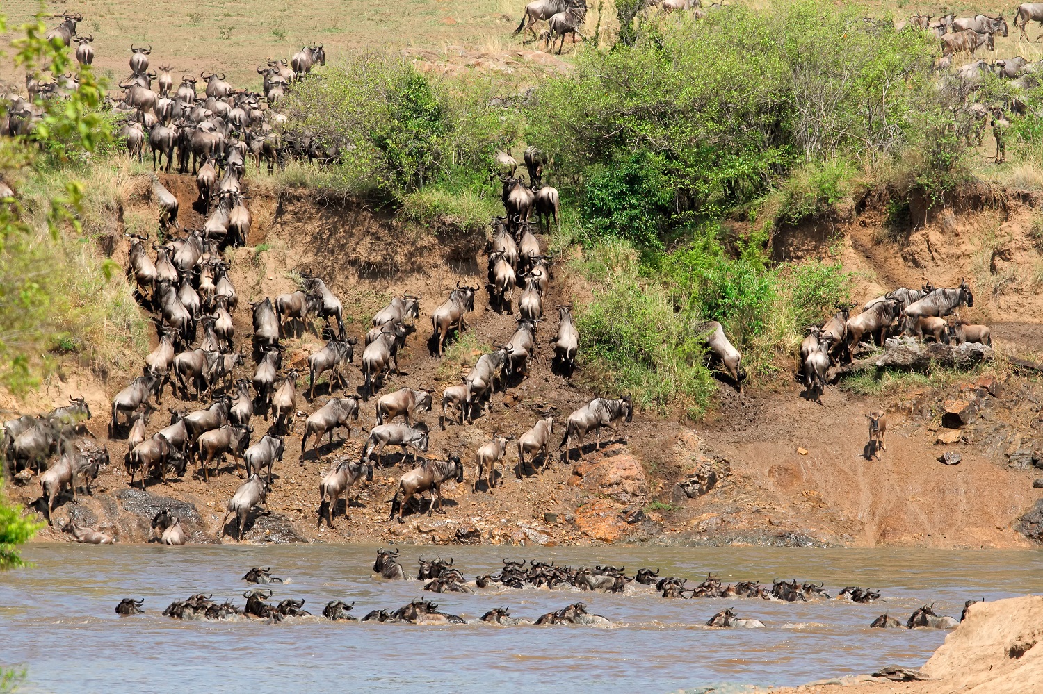 7 Days Wildebeest Migration Safari - Patayo Adventure